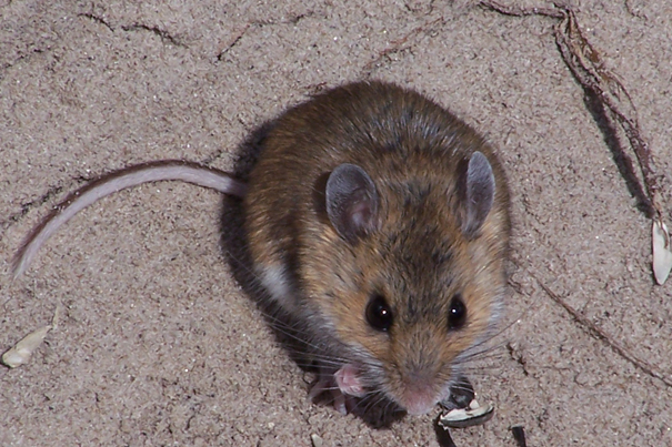 Mice living in Sandhills quickly evolved lighter coloration — Harvard ...