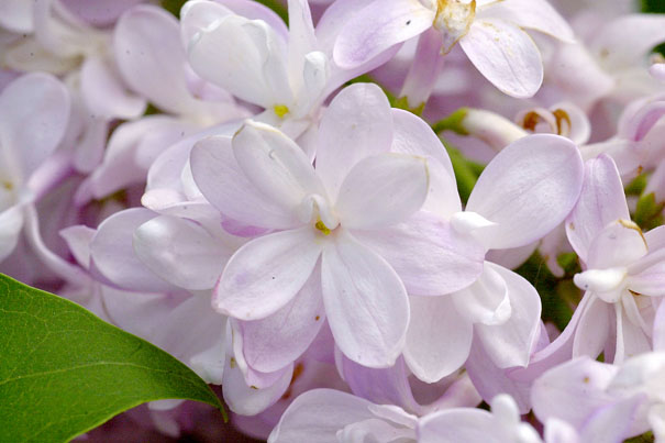 Arnold Arboretum invites artists to submit shirt designs for Lilac ...