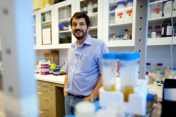 Cells flow like glass, study finds — Harvard Gazette