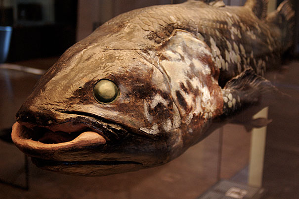 Coelacanth genome surfaces — Harvard Gazette