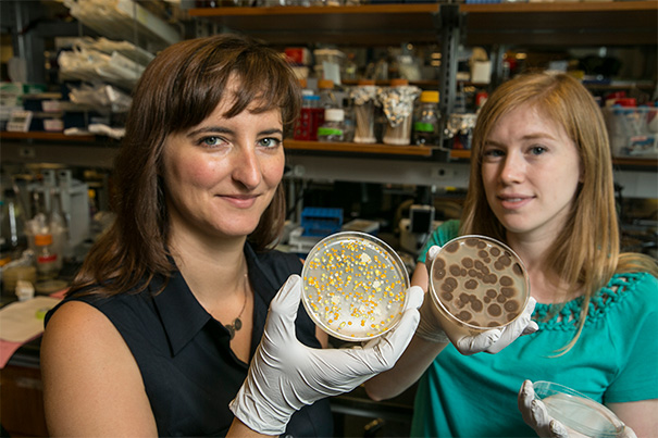 Cheese-based research — Harvard Gazette