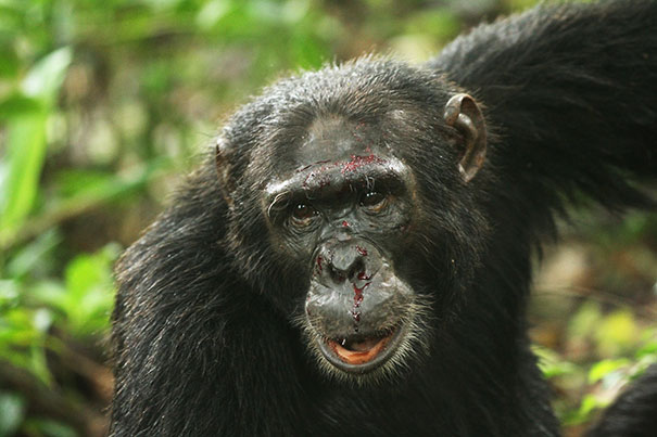 Deadly violence a natural tendency in chimps, study finds — Harvard Gazette