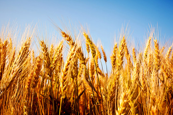 Quality and quantity of key crops changing — Harvard Gazette