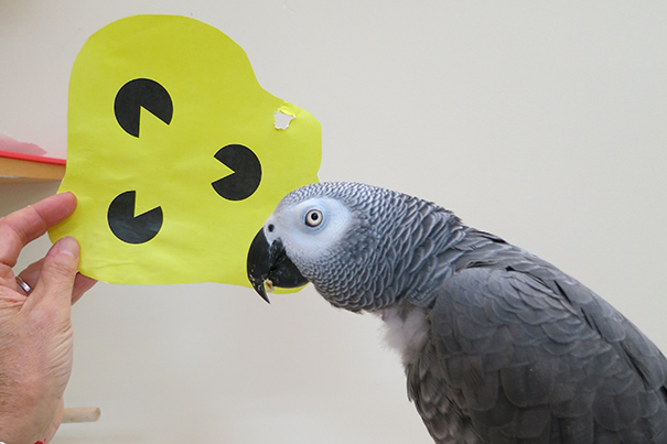 The parrot knows shapes — Harvard Gazette