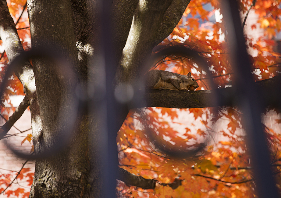 Autumn arrives in Harvard Yard — Harvard Gazette