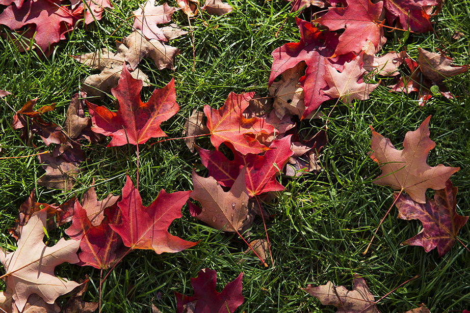 Autumn arrives in Harvard Yard — Harvard Gazette