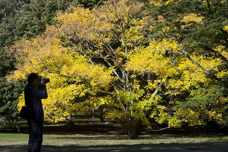 Autumn arrives in Harvard Yard — Harvard Gazette