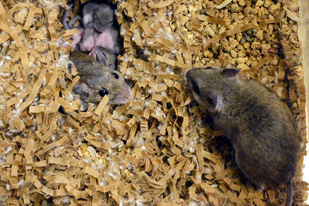 Harvard team leads breakthrough on the genetics of parenting — Harvard ...