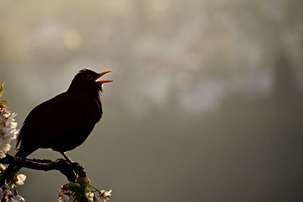 Stretched rubber tube can re-create complex birdsongs — Harvard Gazette