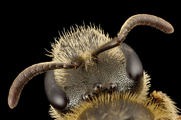 Genetics decide just how social the halictid bee can be — Harvard Gazette