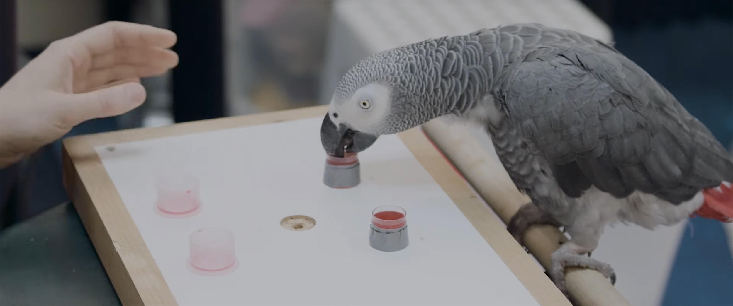 Harvard researchers test intelligence of African grey parrot — Harvard ...