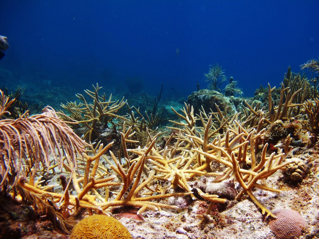 Harvard research explores impact of coral restoration — Harvard Gazette