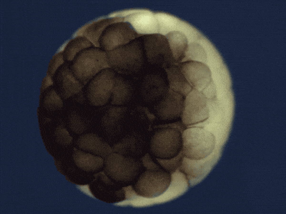 Path to building an entire organism from single cell is revealed ...