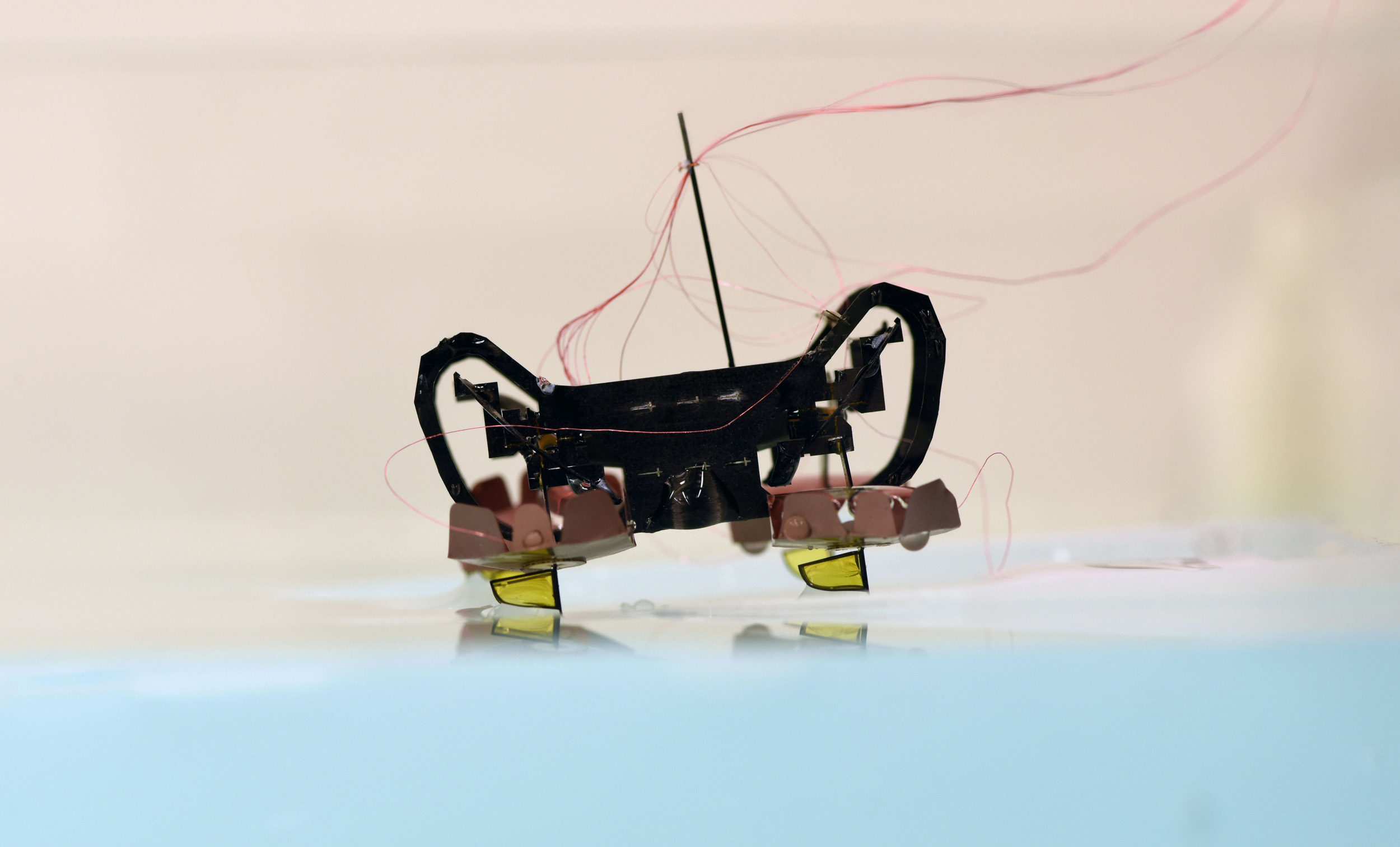 Robotic cockroach can swim and walk underwater — Harvard Gazette