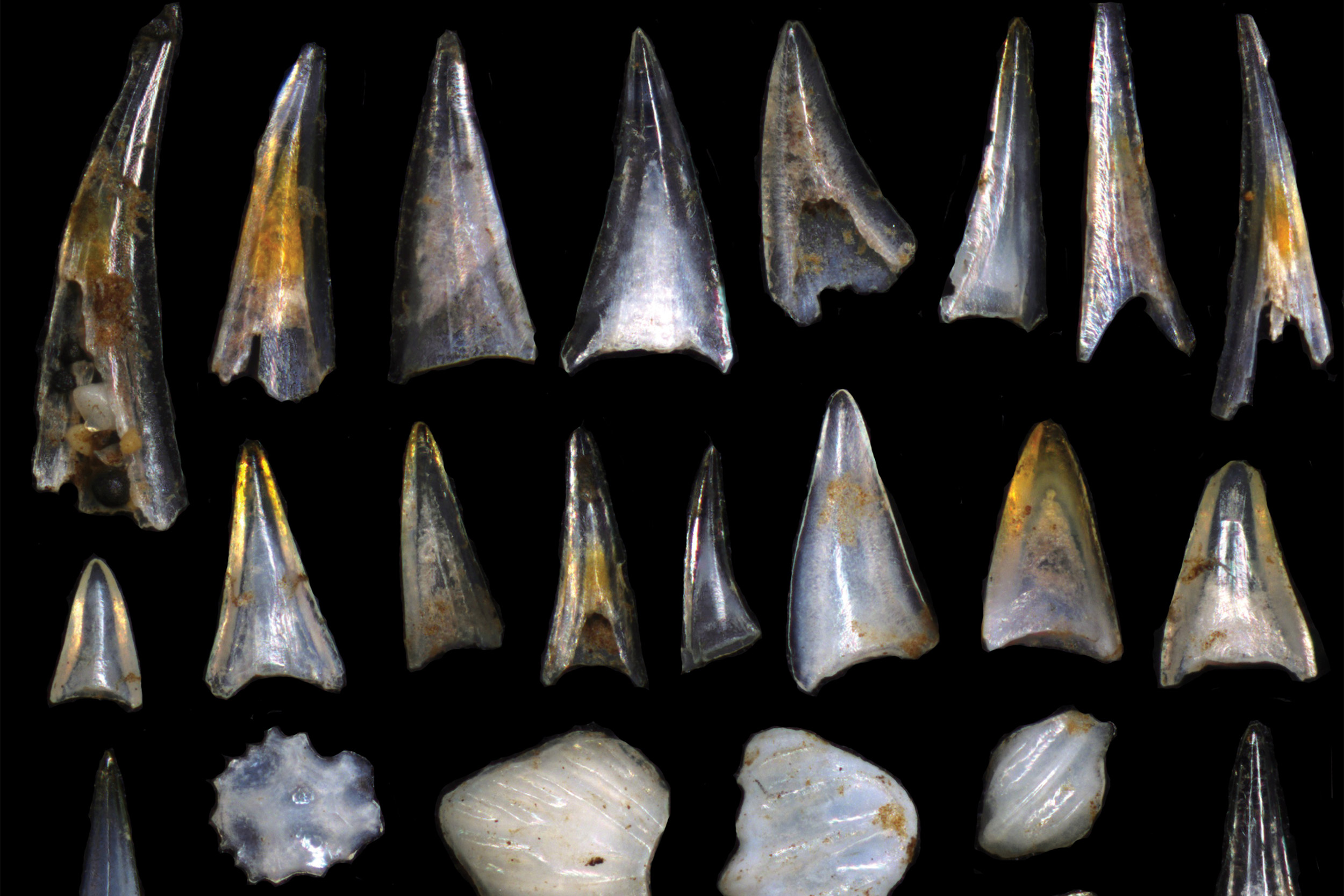 Harvard researchers show how tusks evolved — Harvard Gazette