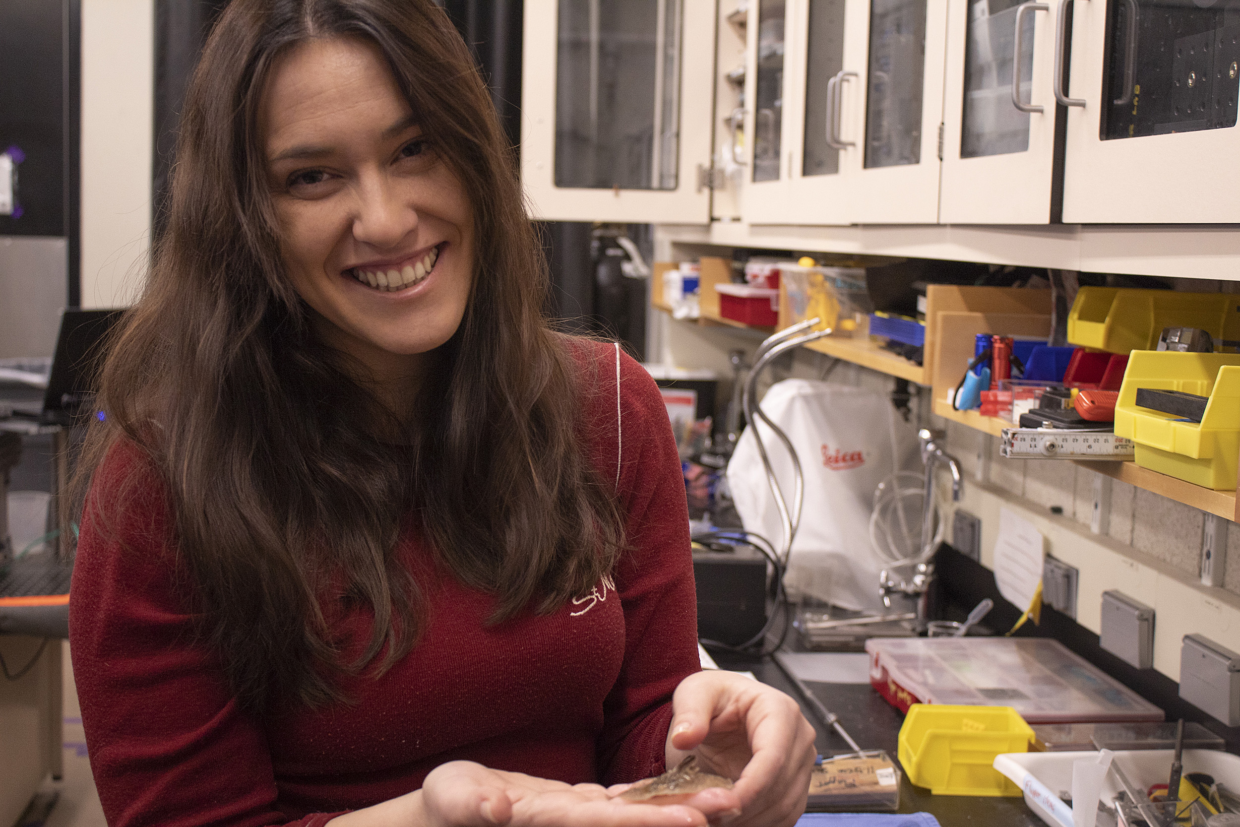 At Harvard, shark researcher documents surge of great whites off Cape ...