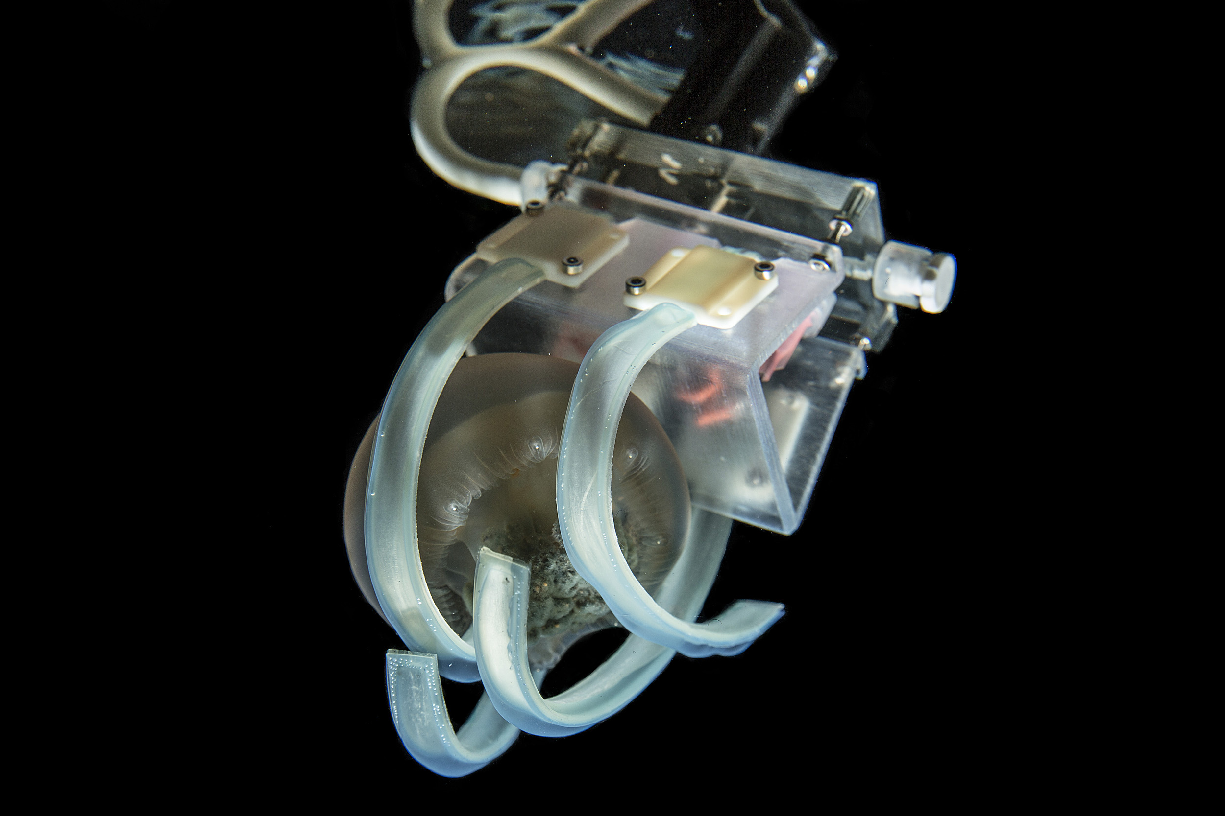 Ultra-soft underwater grippers reach next level of perfection — Harvard ...