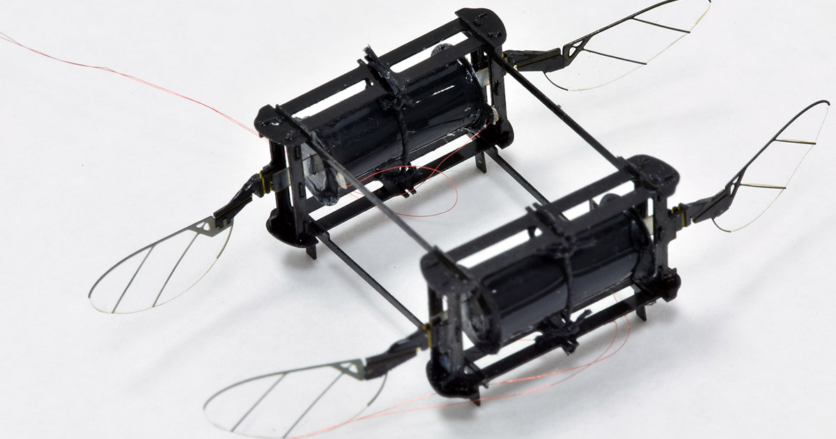 First flight of RoboBee powered by soft muscles — Harvard Gazette