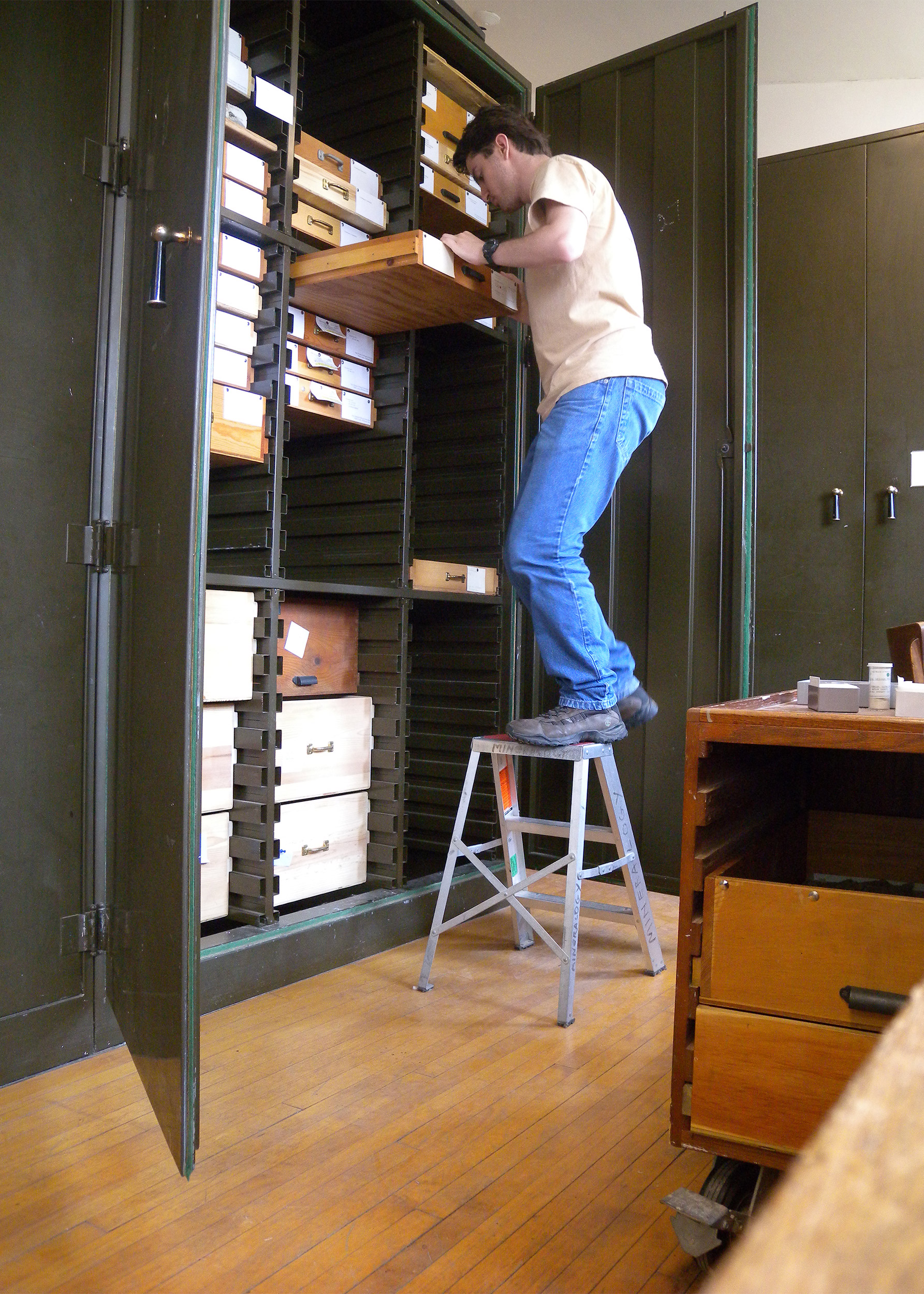 New timeline on reptile evolution rebuts long-held theories — Harvard ...