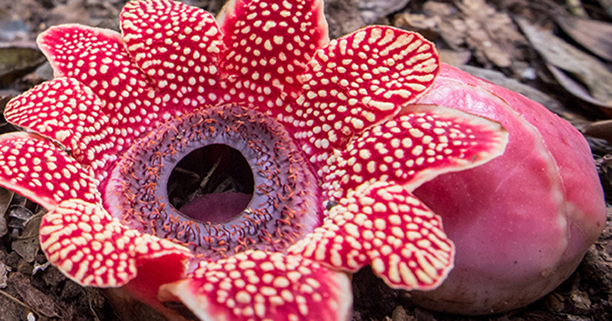 Harvard researchers sequence Sapria genome — Harvard Gazette