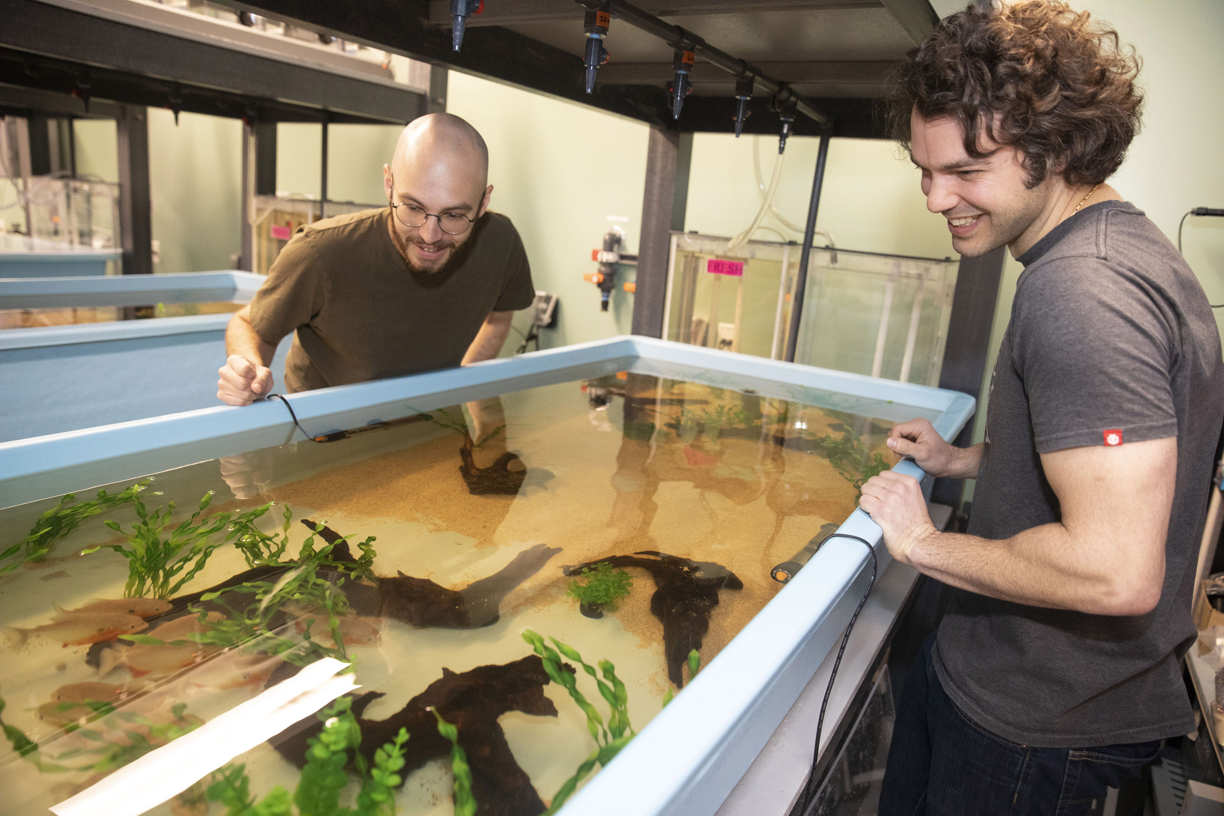 Harvard science lab gets piranhas — Harvard Gazette