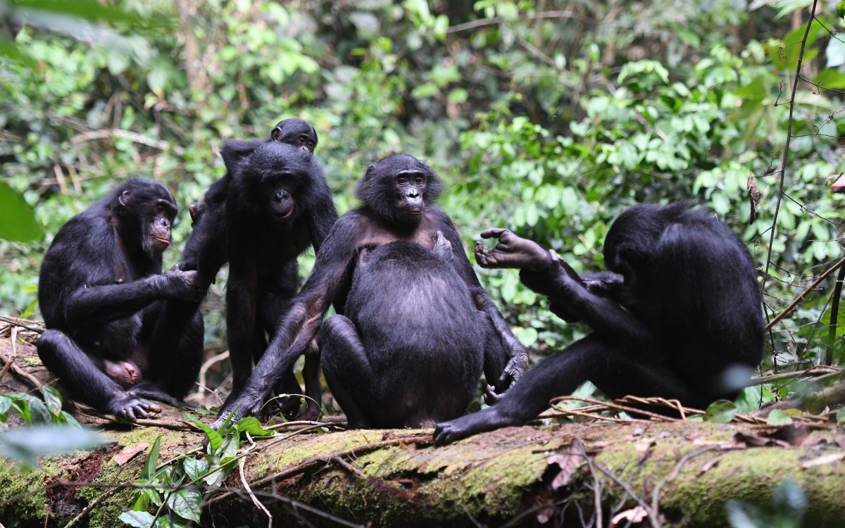 Bonobos offer insight into evolution of cooperation — Harvard Gazette