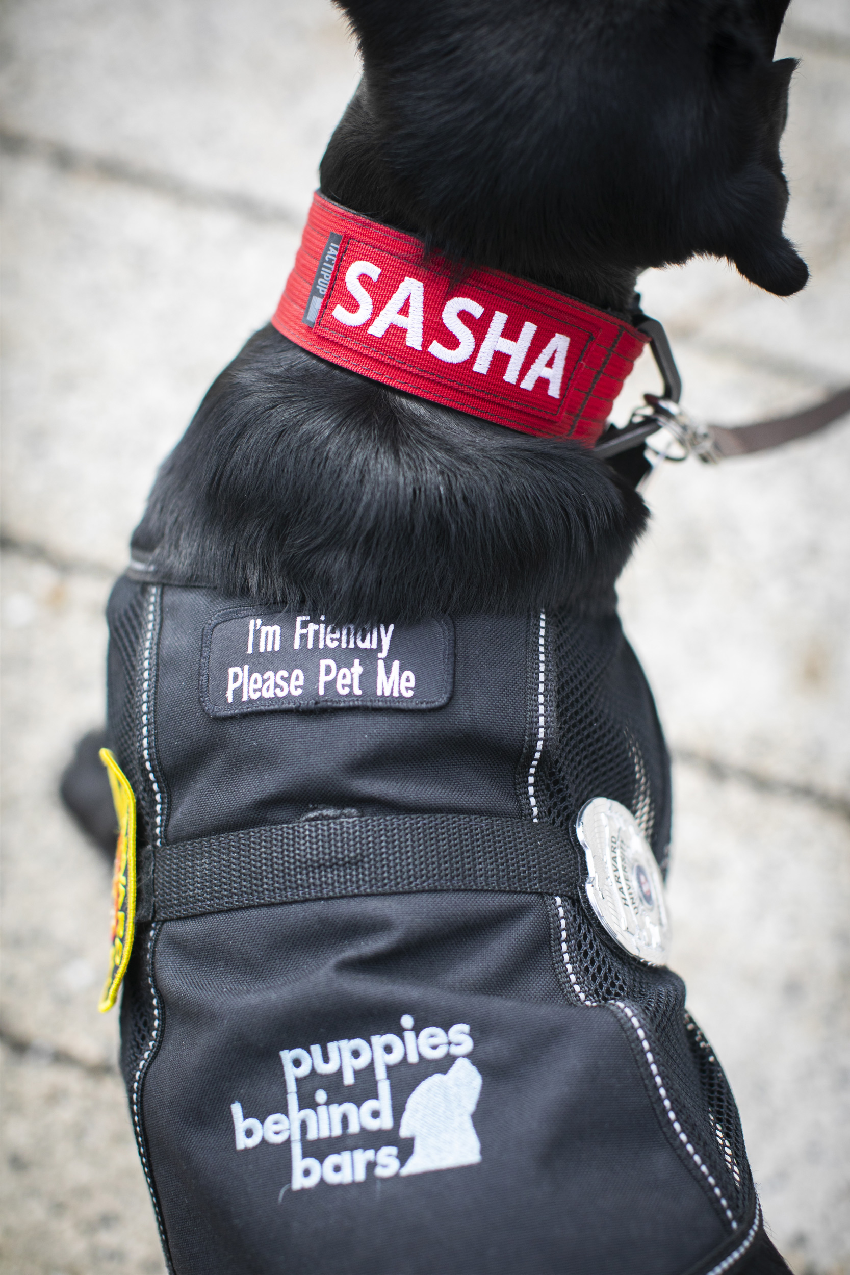 Harvard police dog patrols for smiles — Harvard Gazette