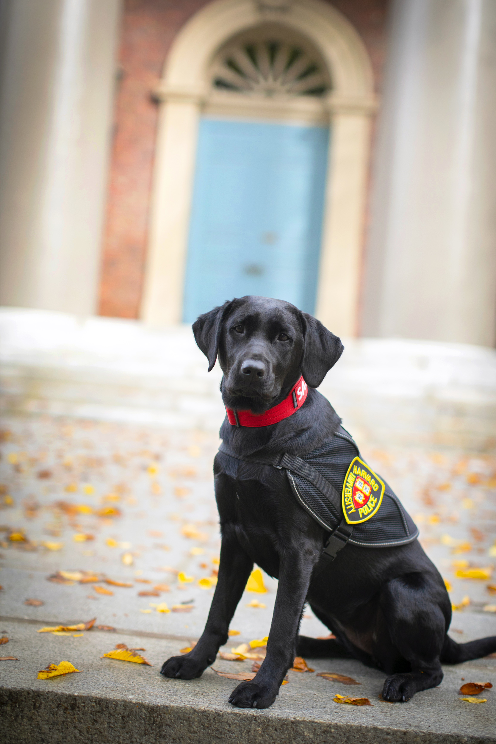 Harvard police dog patrols for smiles — Harvard Gazette