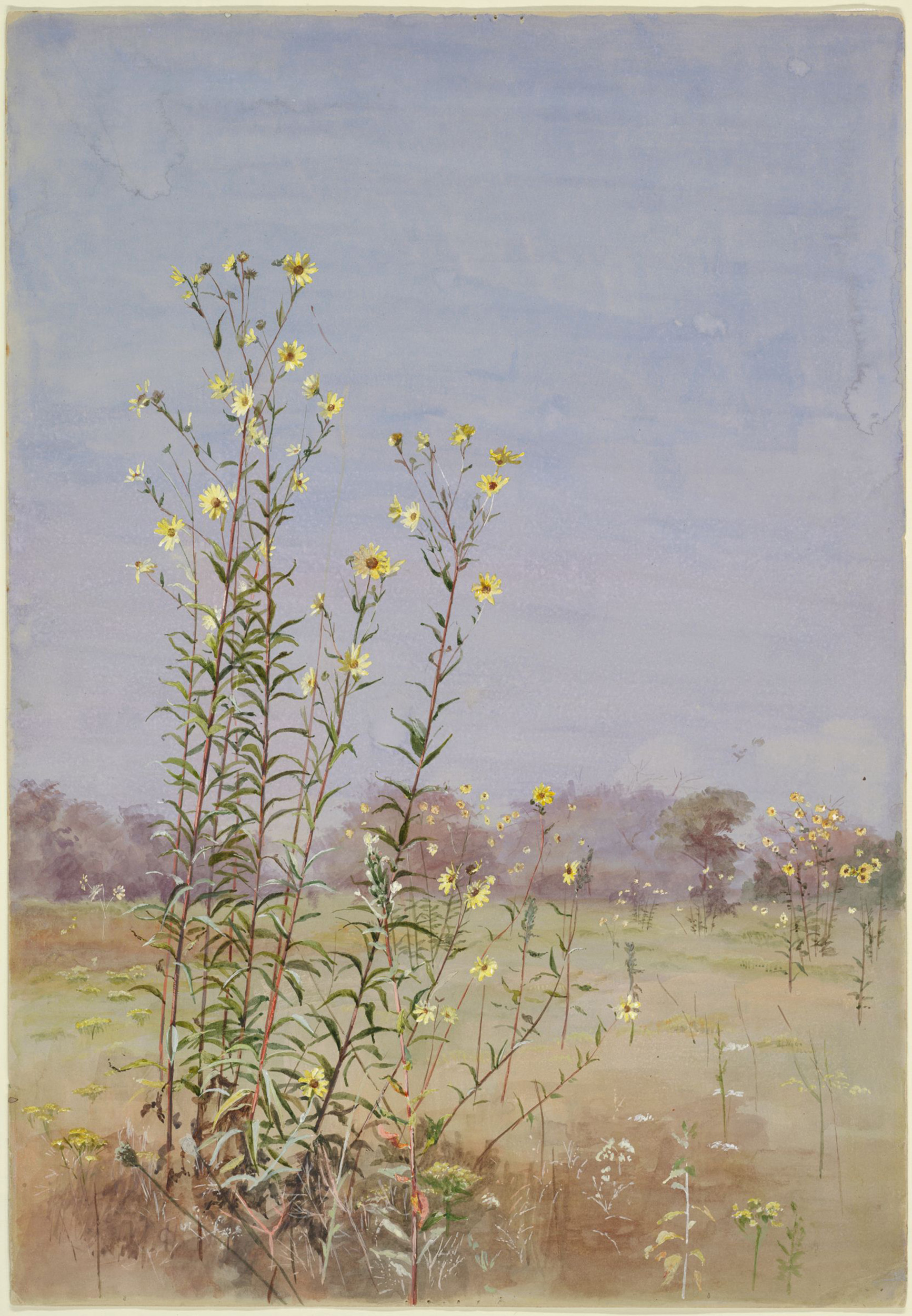 American stories in watercolor — Harvard Gazette