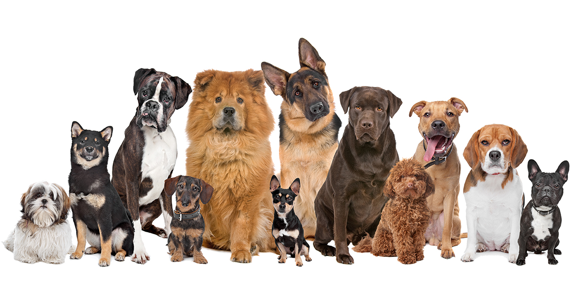 What shapes your dog's personality — Harvard Gazette