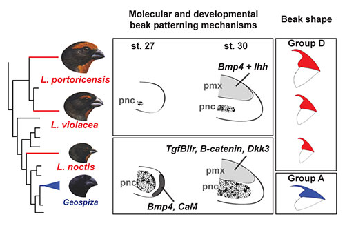 Pecking order — Harvard Gazette