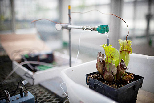 Pitcher plants provide tipping point — Harvard Gazette
