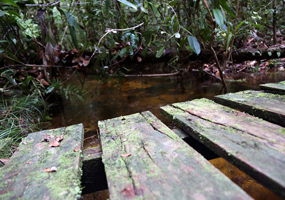 Atop the Amazon rainforest — Harvard Gazette