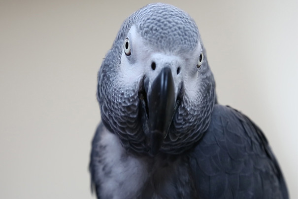 Harvard study shows parrots can pass classic test of intelligence ...