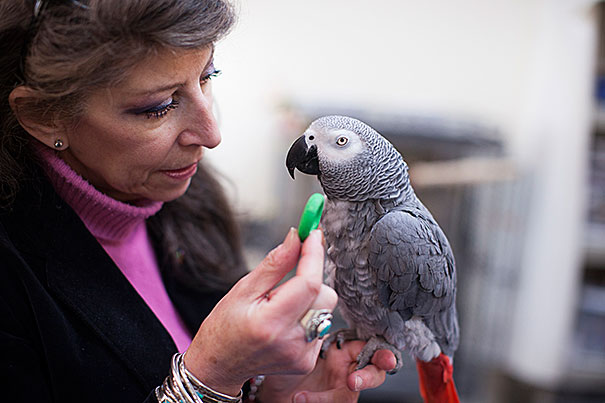 Harvard study shows parrots can pass classic test of intelligence ...
