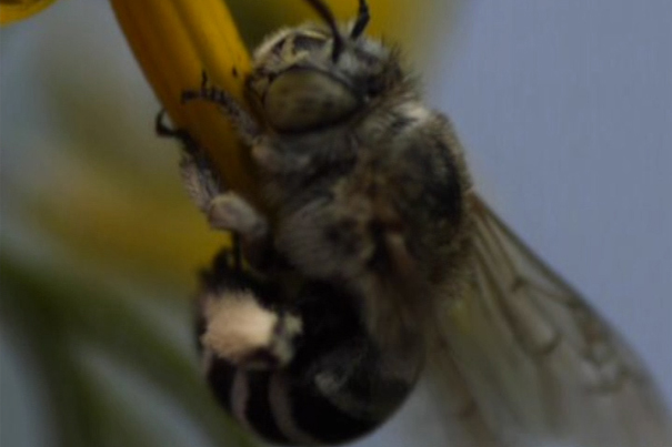 Harvard researchers study flower that catapults pollen — Harvard Gazette