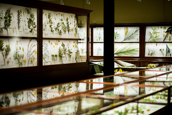 'Fruits in Decay’ on exhibit in Harvard’s Glass Flowers gallery ...