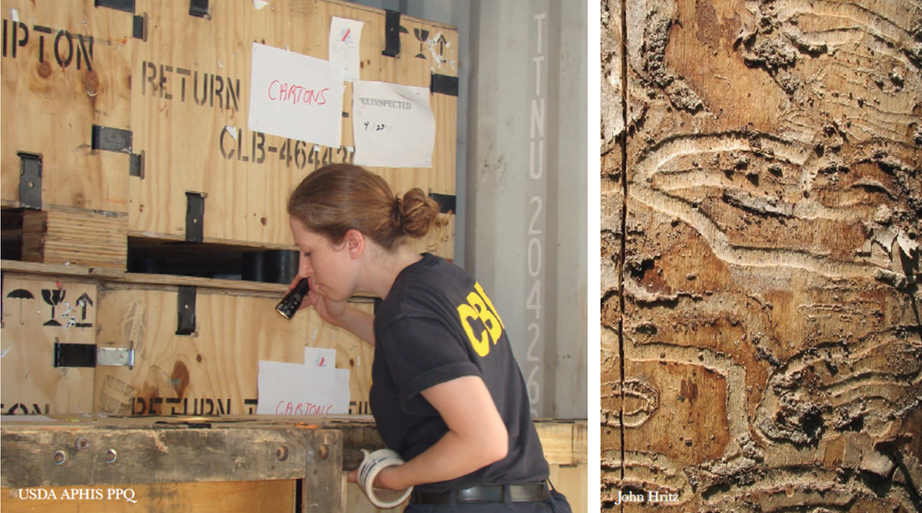 The high costs of imported pests — Harvard Gazette