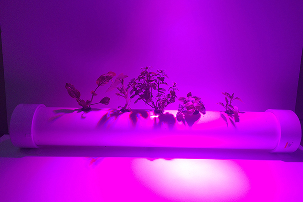 Discovering soil-less farming — Harvard Gazette