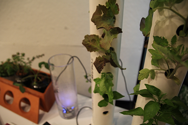 Discovering soil-less farming — Harvard Gazette