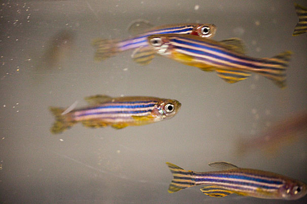 Whole brain insights in Harvard findings — Harvard Gazette