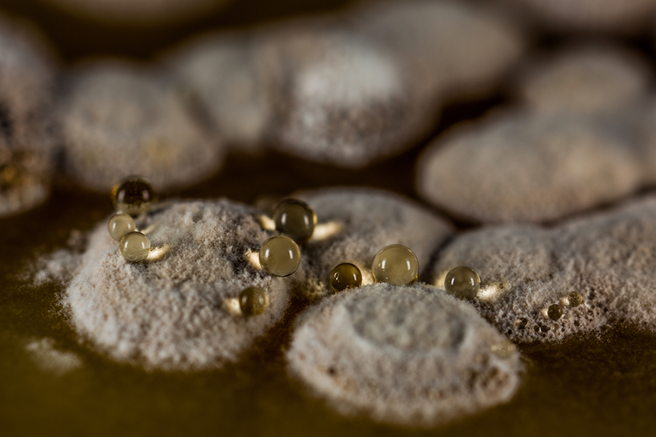 Photos reveal strange beauty of microbes — Harvard Gazette