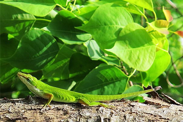 Research explores natural selection in action — Harvard Gazette