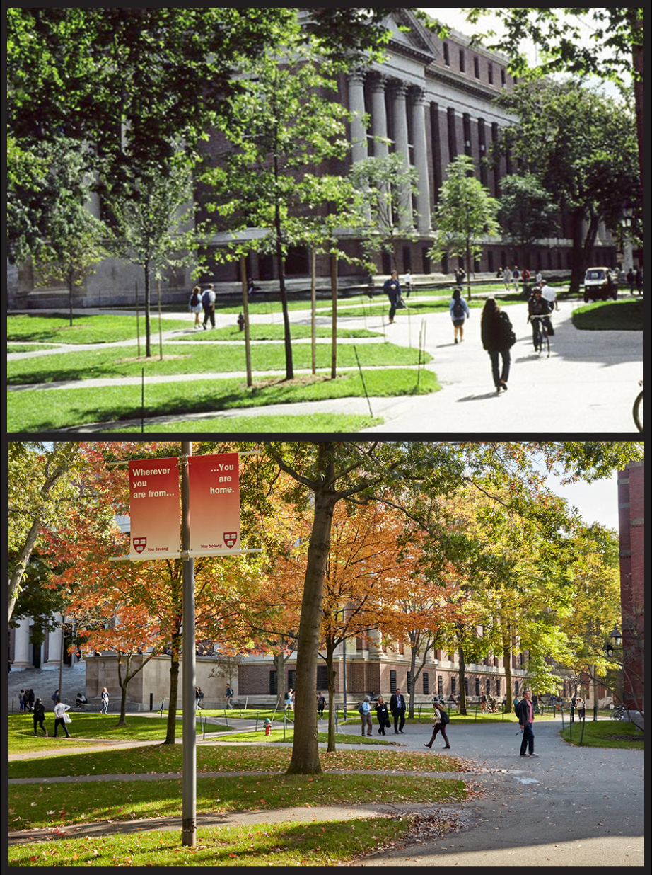Before-after photos accent Harvard Yard’s evolving nature — Harvard Gazette