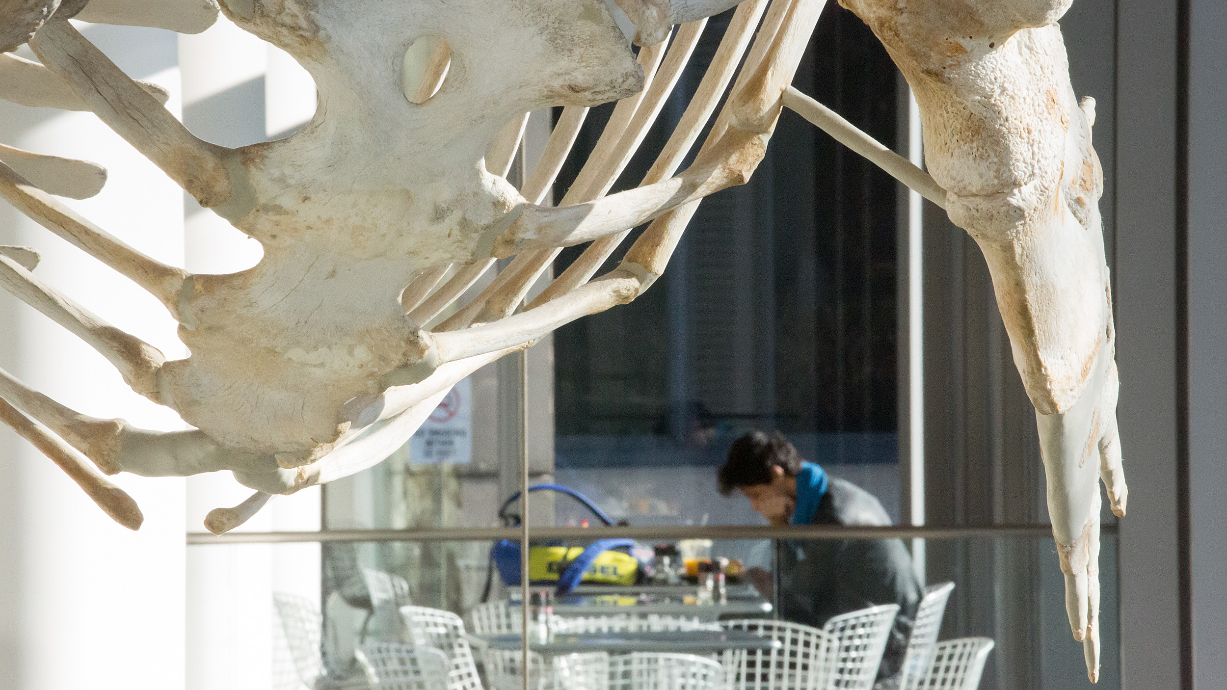 Harvard students’ favorite spots to study on campus — Harvard Gazette