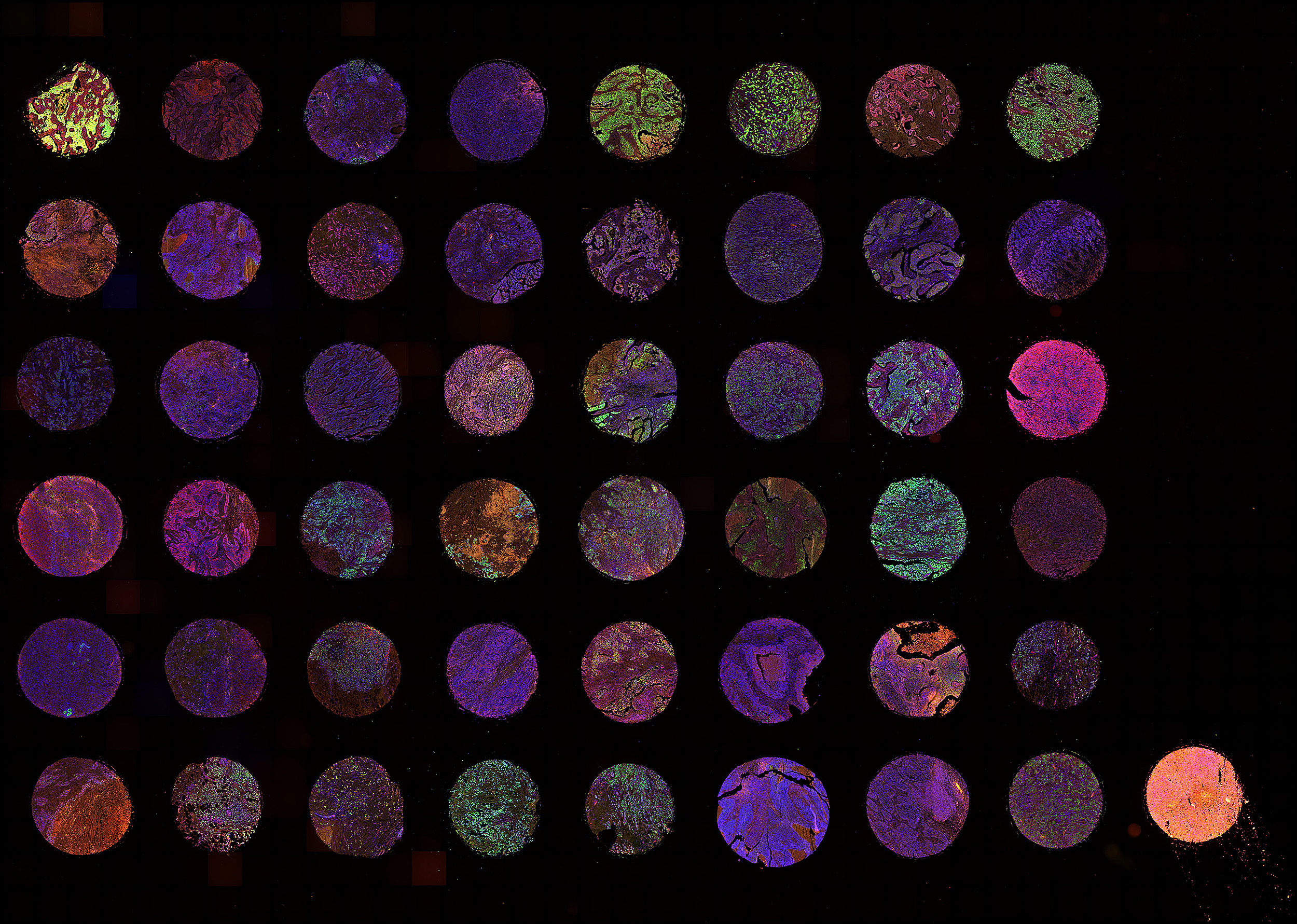 Science photos capture world in different light — Harvard Gazette