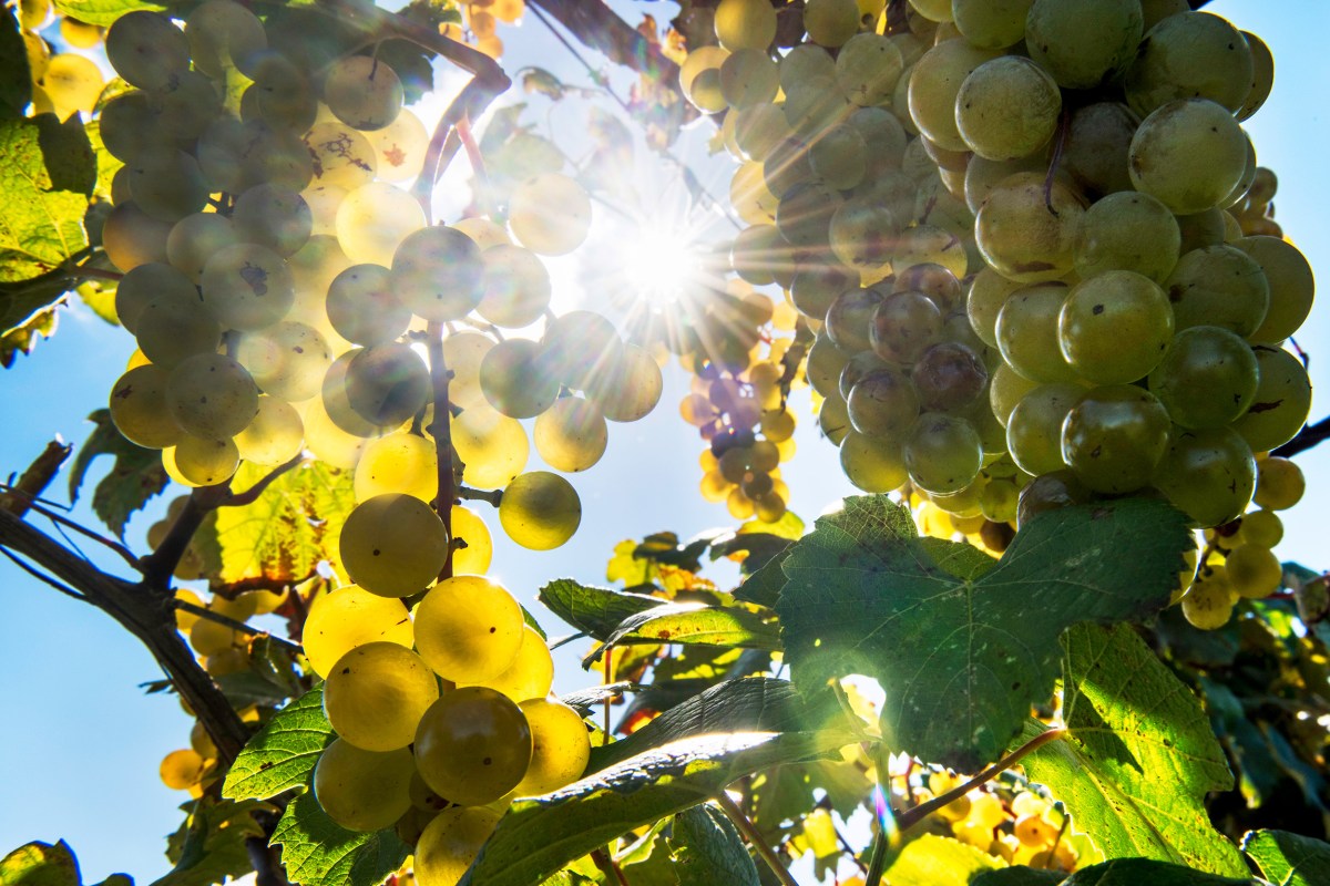 As climate changes, so does wine – Harvard Gazette