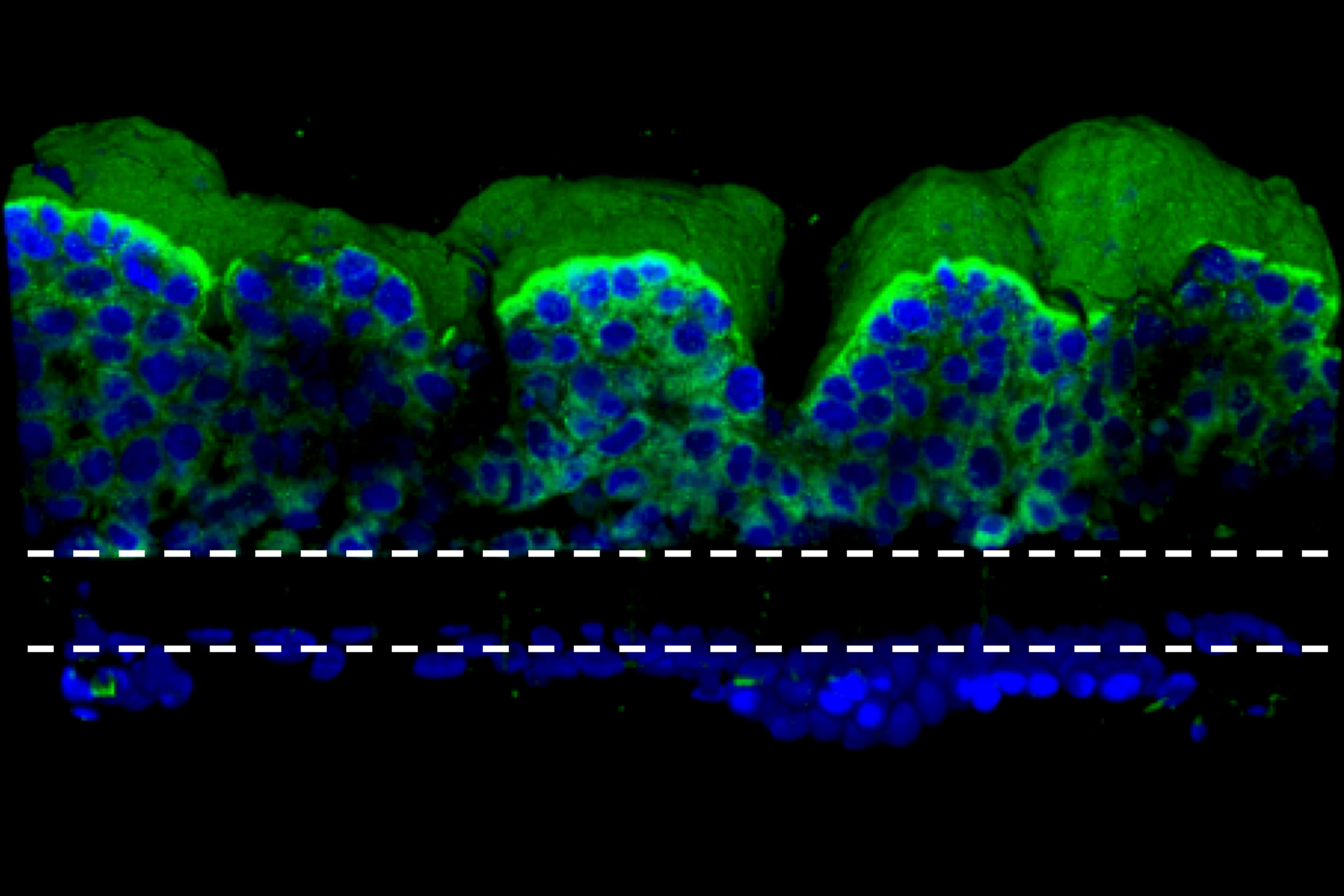 Human body-on-chip platform may speed up drug development — Harvard Gazette