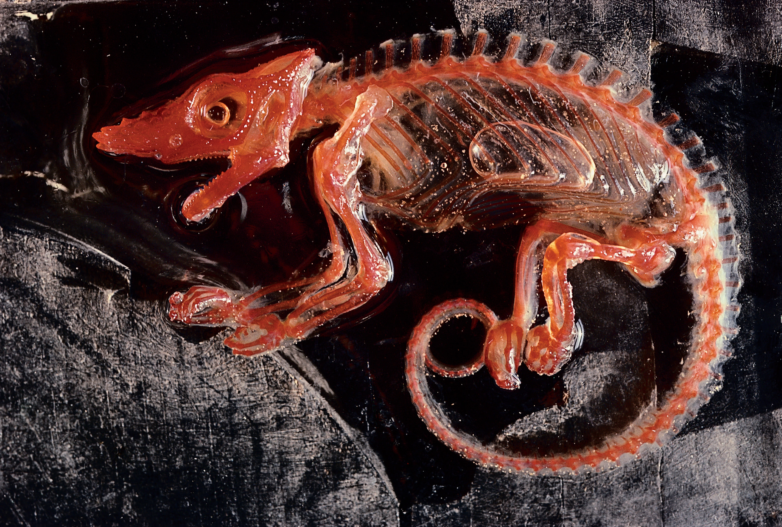 Zoology through the artist’s lens — Harvard Gazette