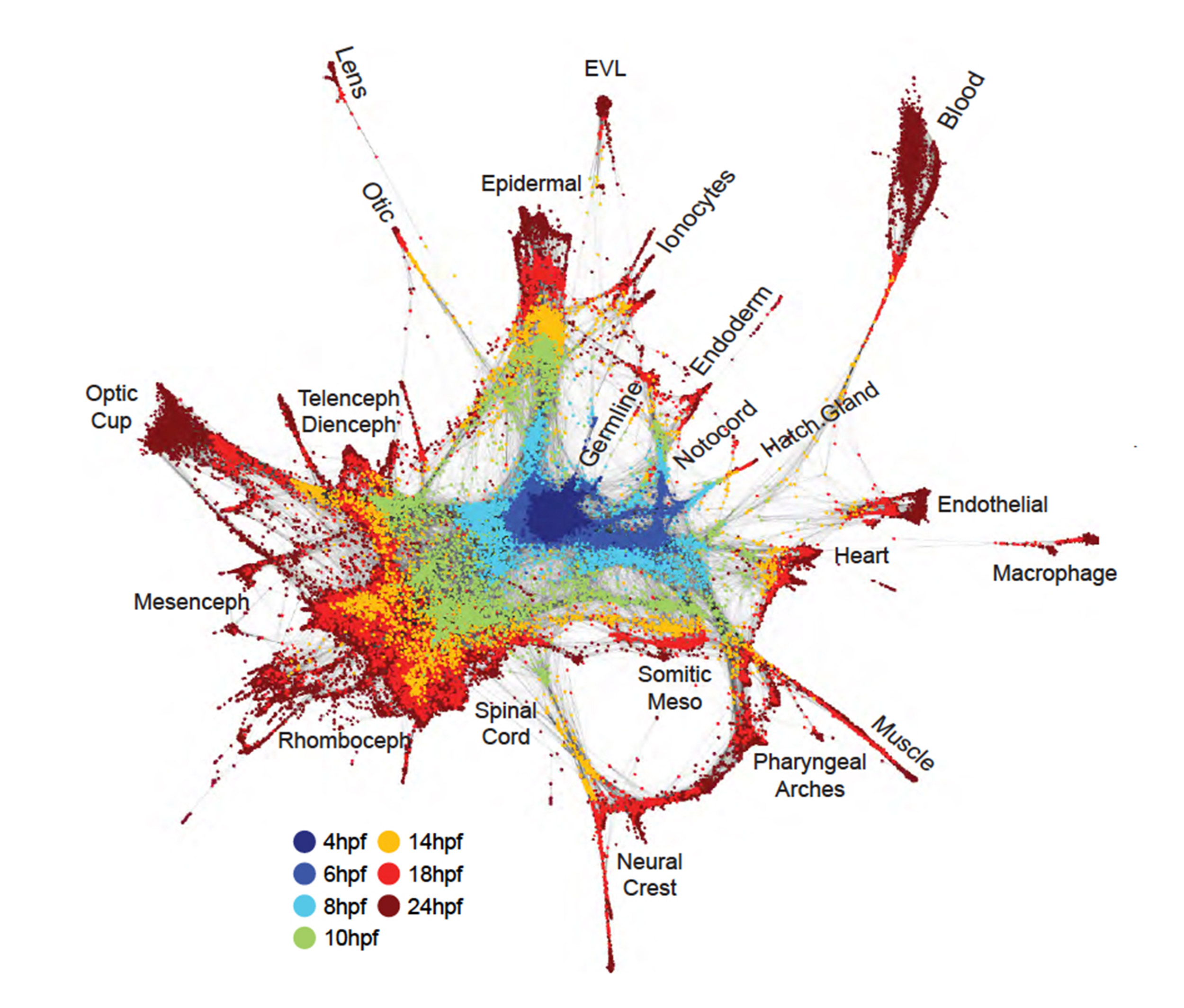 Path to building an entire organism from single cell is revealed ...